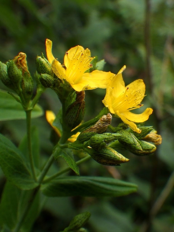 オトギリソウ Hypericum erectum - Familiar Flowers 2