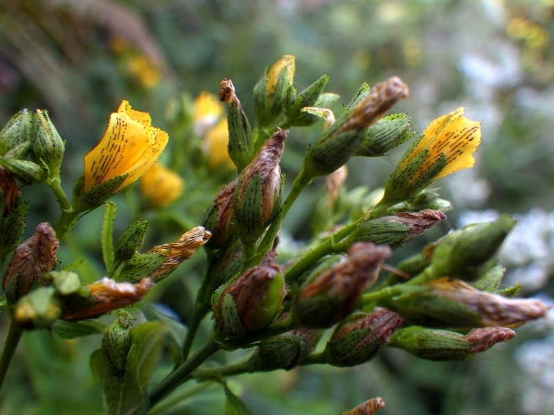 オトギリソウ Hypericum erectum - Familiar Flowers 2