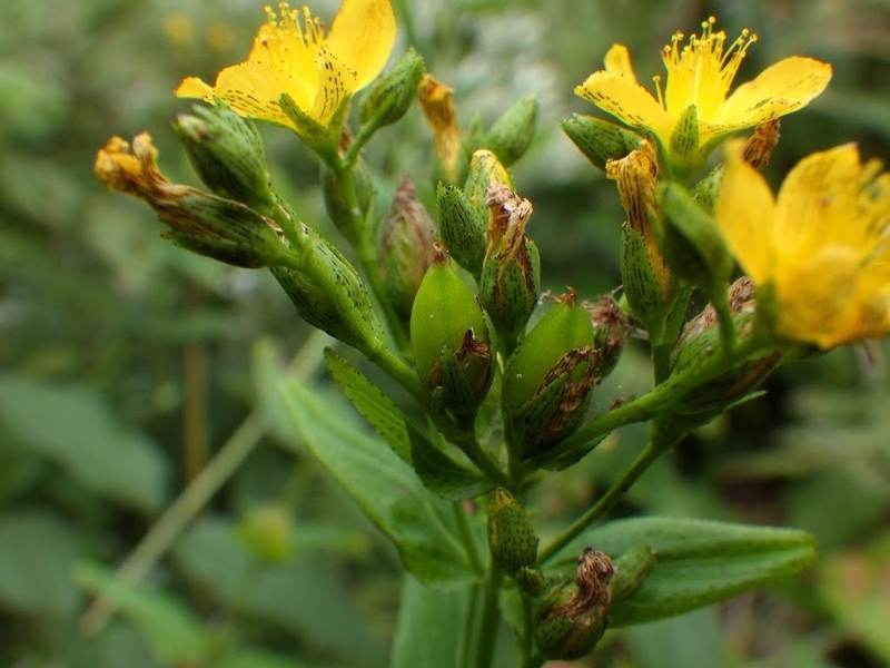 オトギリソウ Hypericum erectum - Familiar Flowers 2