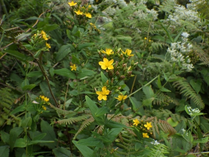 オトギリソウ Hypericum erectum - Familiar Flowers 2