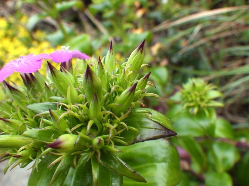 ハマナデシコ Dianthus japonicus - Familiar Flowers 2