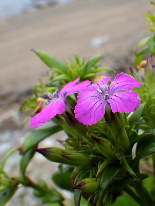 ハマナデシコ Dianthus japonicus - Familiar Flowers 2