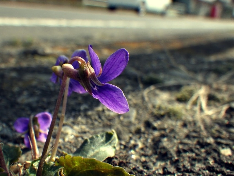 ヒメスミレ Viola inconspicua subsp. nagasakiensis - Familiar Flowers 2