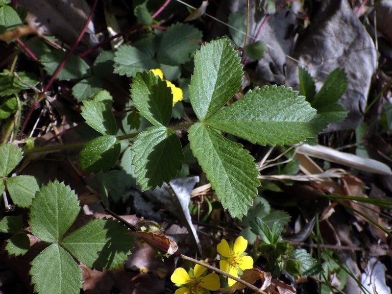 キジムシロ Potentilla fragarioides var. major - Familiar Flowers 2