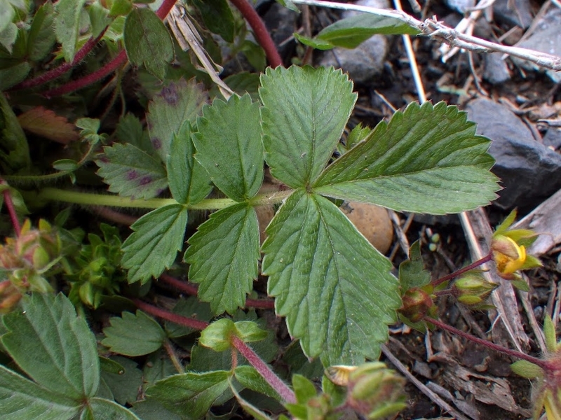 キジムシロ Potentilla fragarioides var. major - Familiar Flowers 2