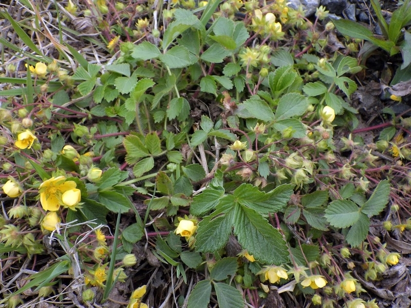 キジムシロ Potentilla fragarioides var. major - Familiar Flowers 2