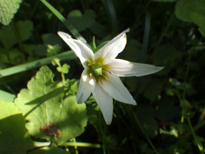 アマナ Amana edulis - Familiar Flowers 2