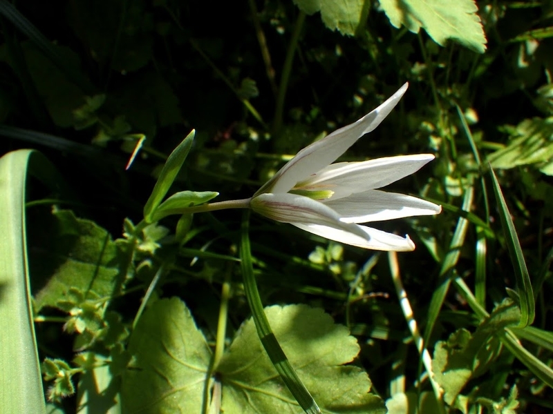 アマナ Amana edulis - Familiar Flowers 2